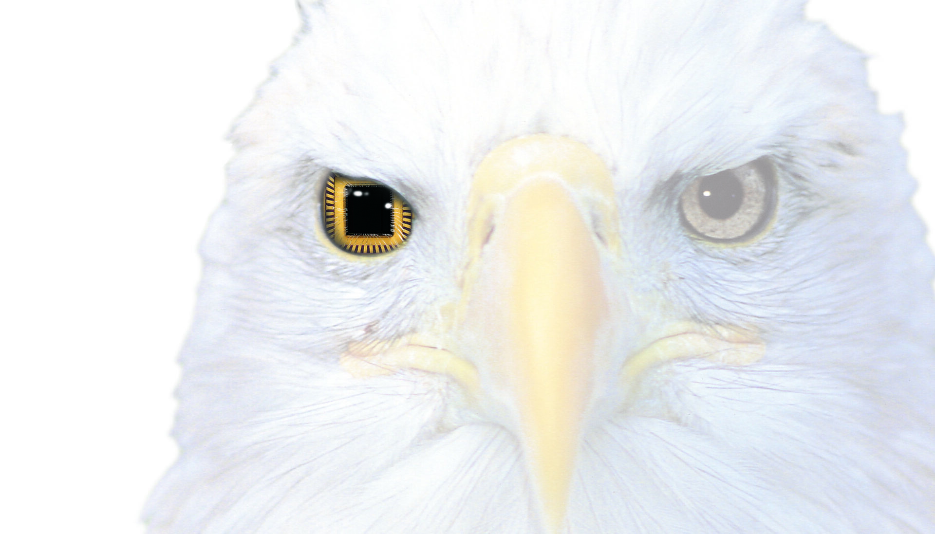 OMNIVISION Announces New Dual-Mode Digital Still Camera Chip Set for ...